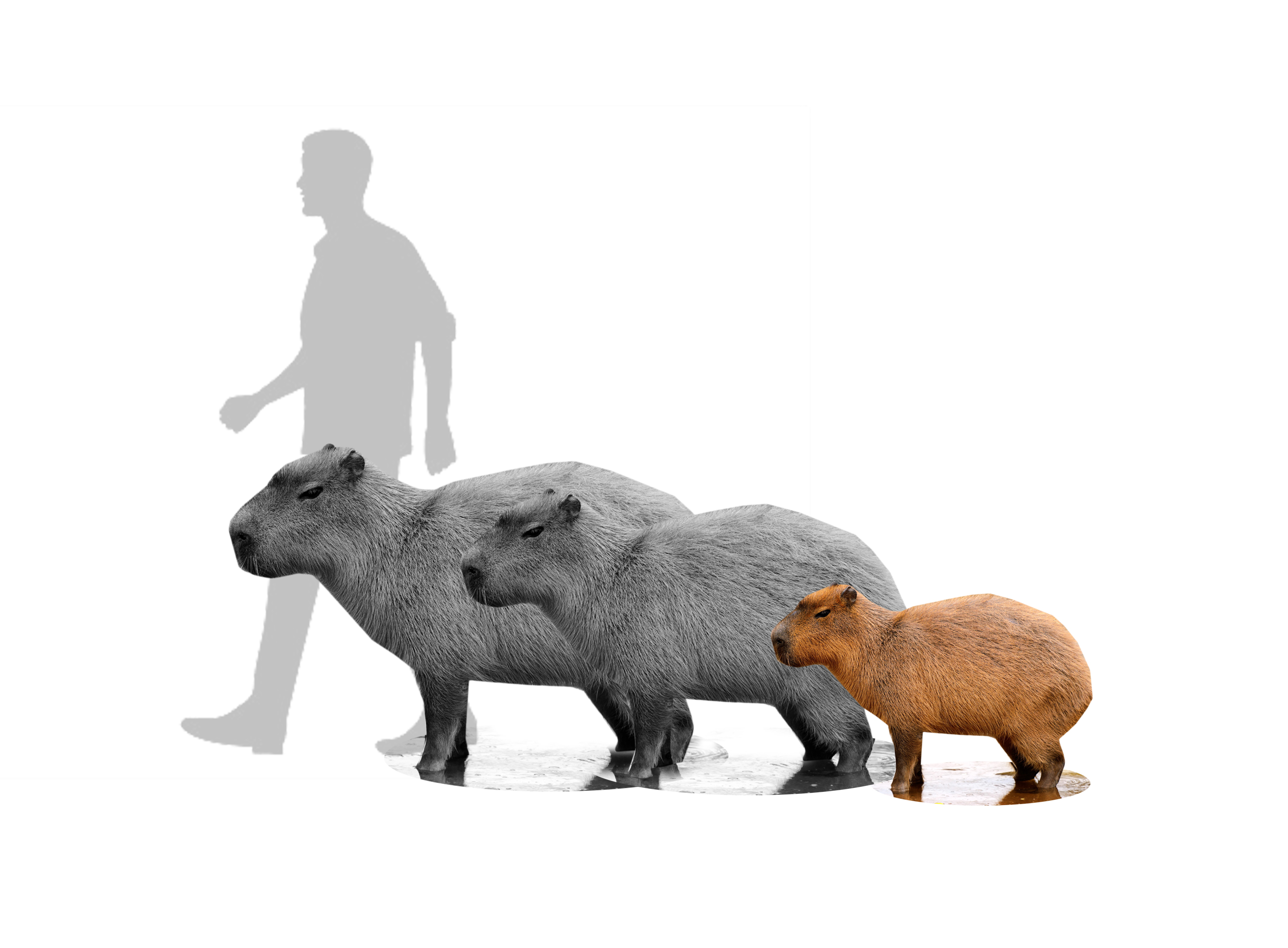 Capivara gigante é descrita pela primeira vez em dissertação defendida ...